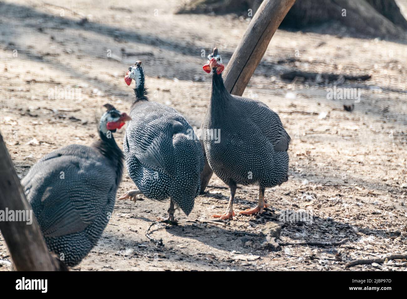 Helmeted guineafowl (Numida meleagris) birds group walking with blurred ...