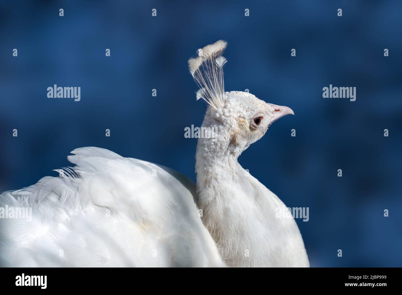 White Peafowl, Indian Blue Peafowl (Pavo cristatus) female peahen head ...