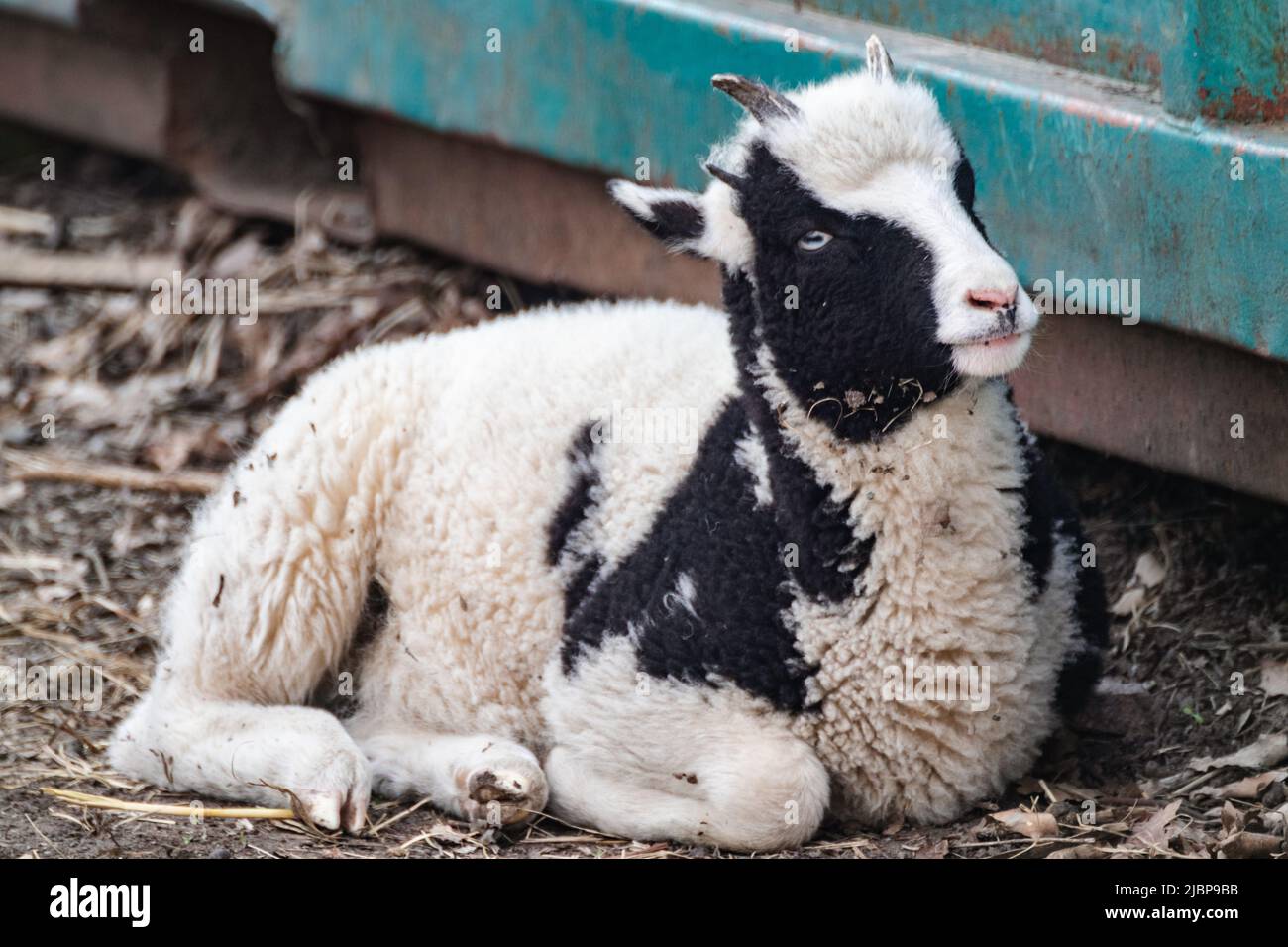 Adorable baby sheep lamb with black and white fluffy fur sitting on ...