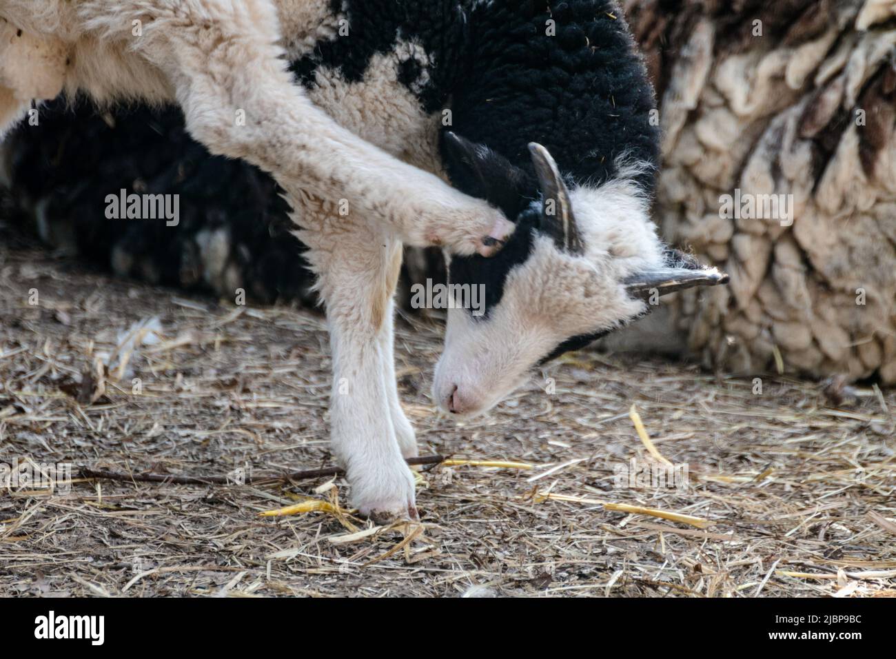 Adorable baby sheep lamb with black and white fluffy fur playing on ...