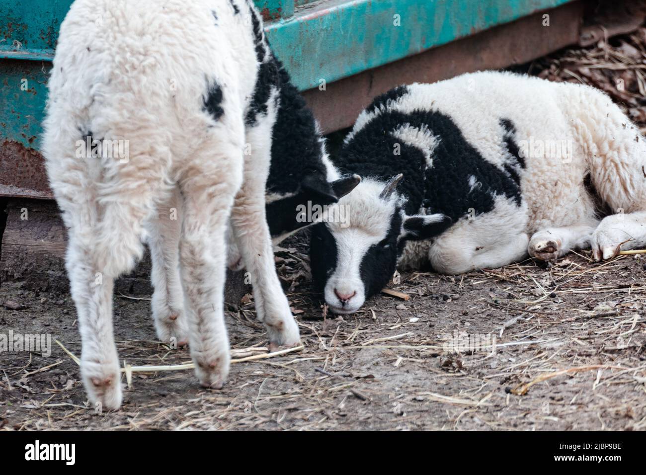 Two cute baby sheep lambs with black and white fluffy fur sitting on ...