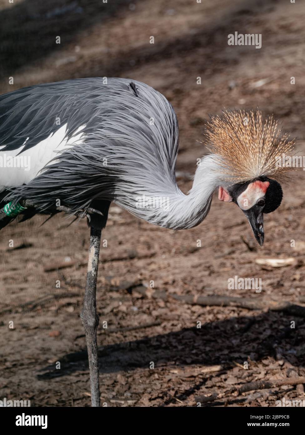 Grey crowned crane (balearica regulorum) standing on one leg on sandy ...