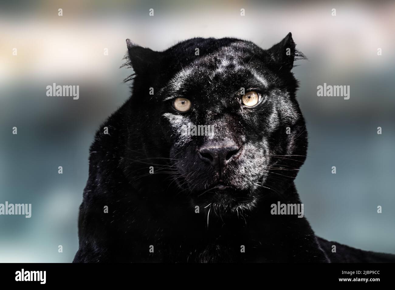 Black panther with nice shiny fur and yellow eyes look forward on light ...