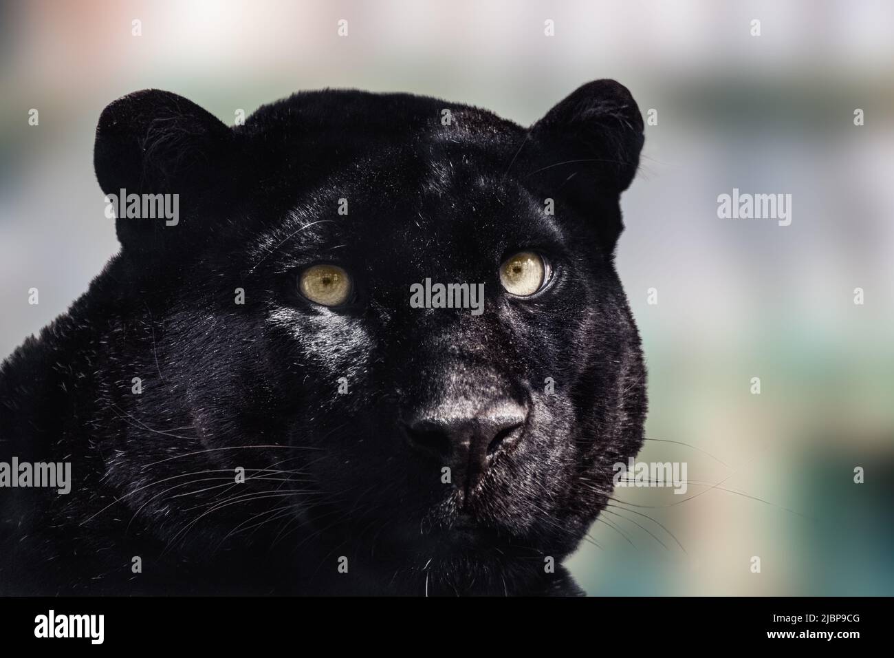 Black panther with nice shiny fur and yellow eyes portrait close-up on ...