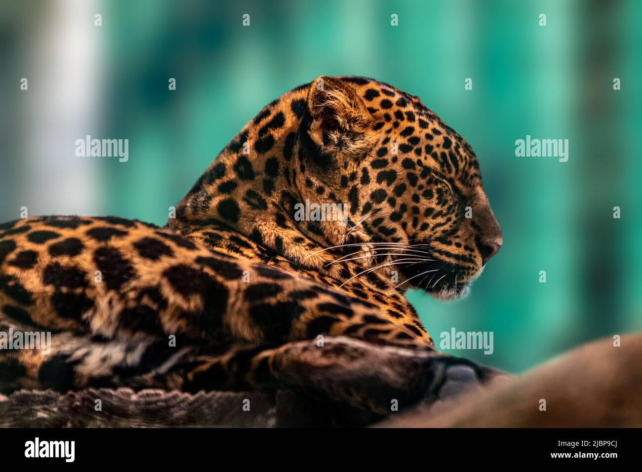 Leopard with nice fur, peaceful portrait view. Extant species in genus ...