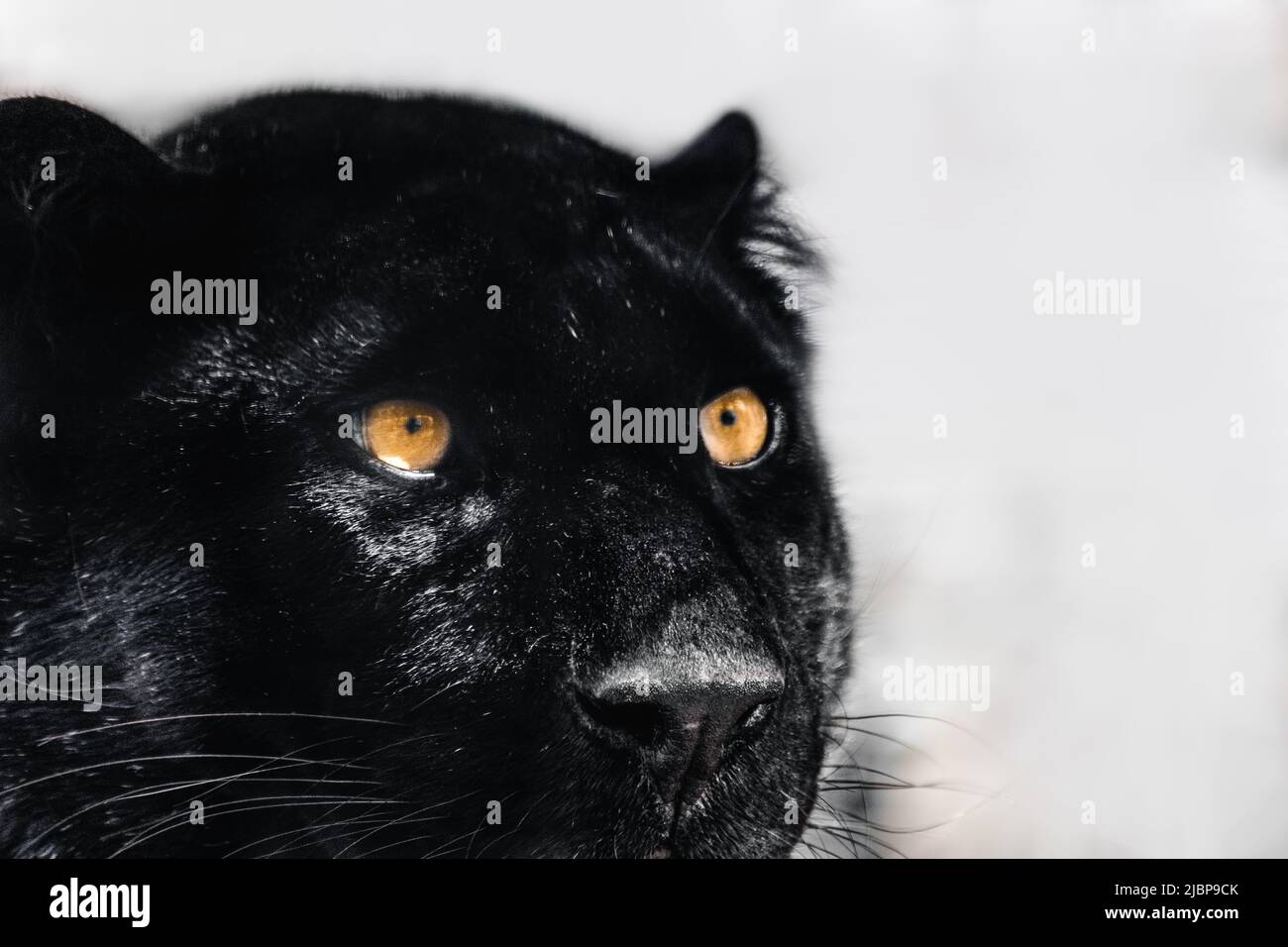 Black panther with nice shiny fur and orange eyes portrait close-up on ...