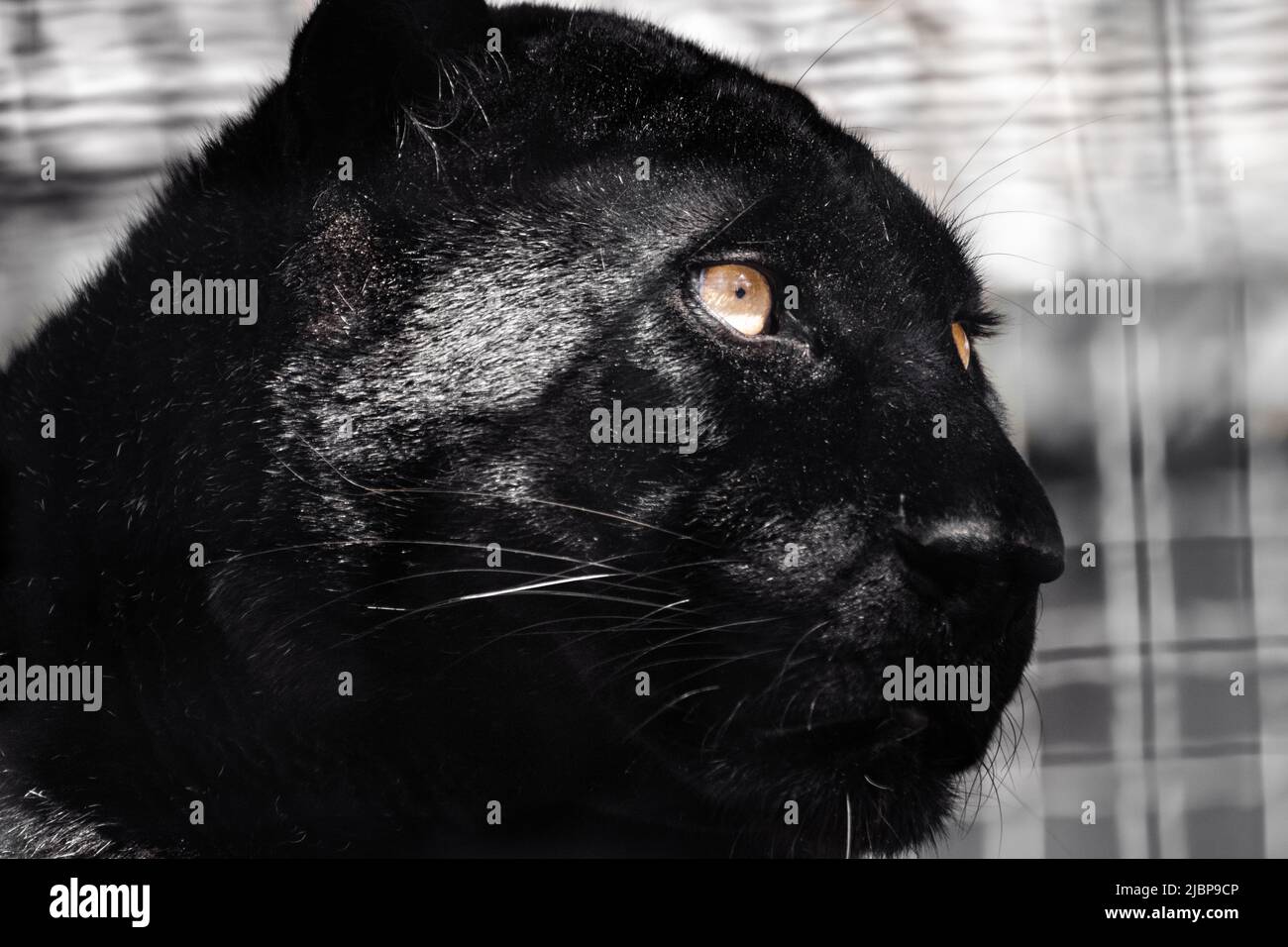 Black panther with nice shiny fur and orange eyes portrait on blurred ...