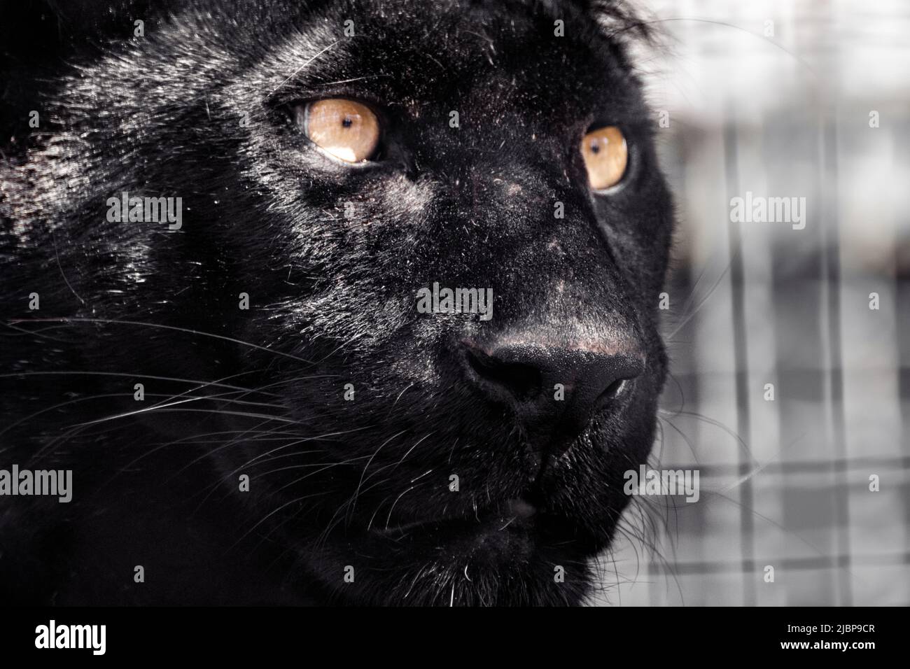 Black panther with nice shiny fur and orange eyes portrait close-up on ...