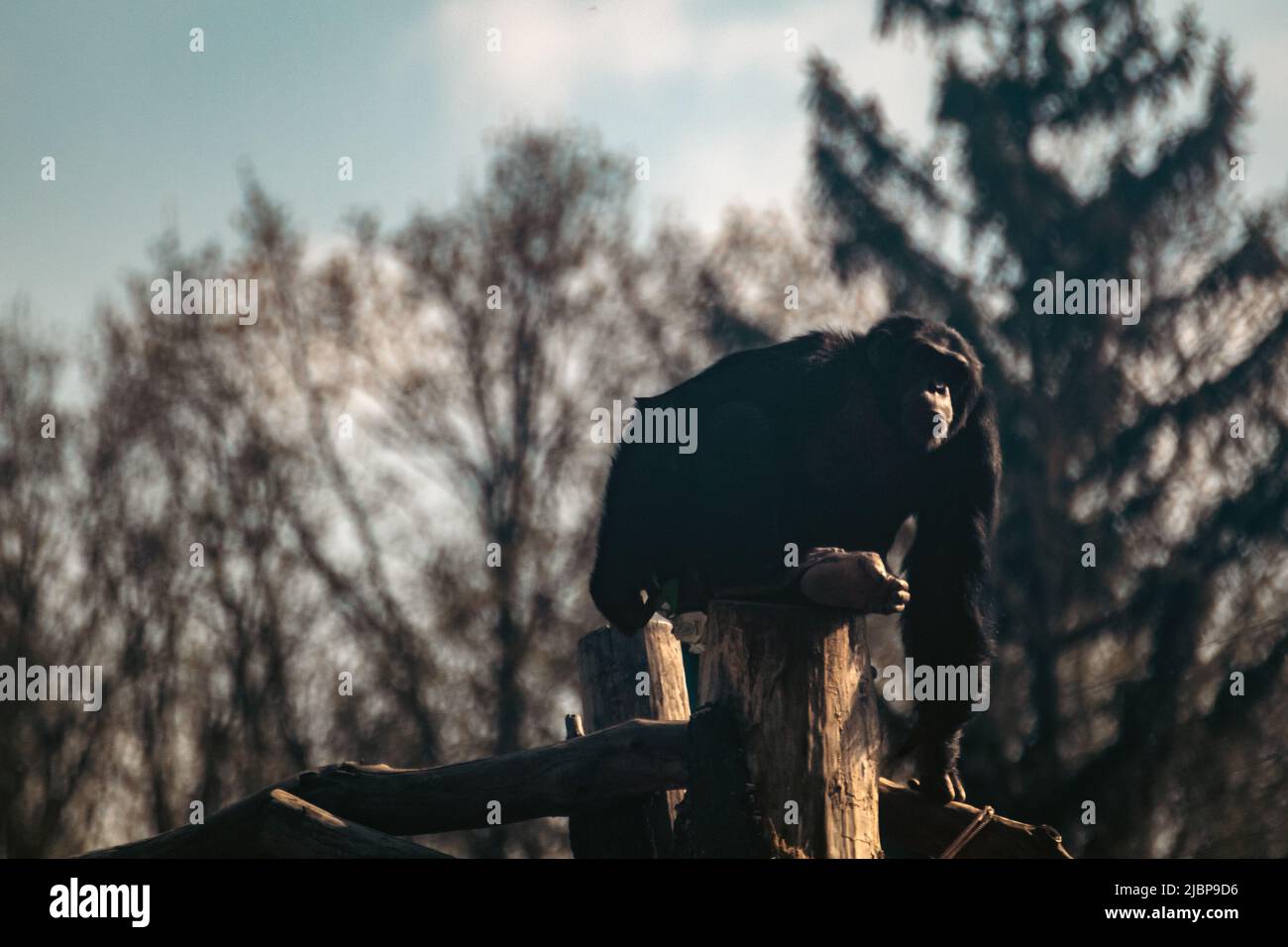 Adult chimp hi-res stock photography and images - Alamy