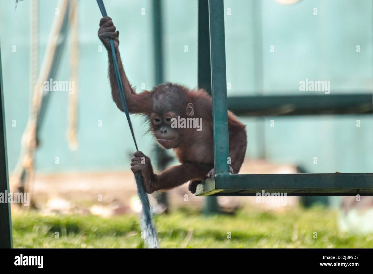 Orangutan child playing with swing and bungee rope in zoo. Apes animals ...