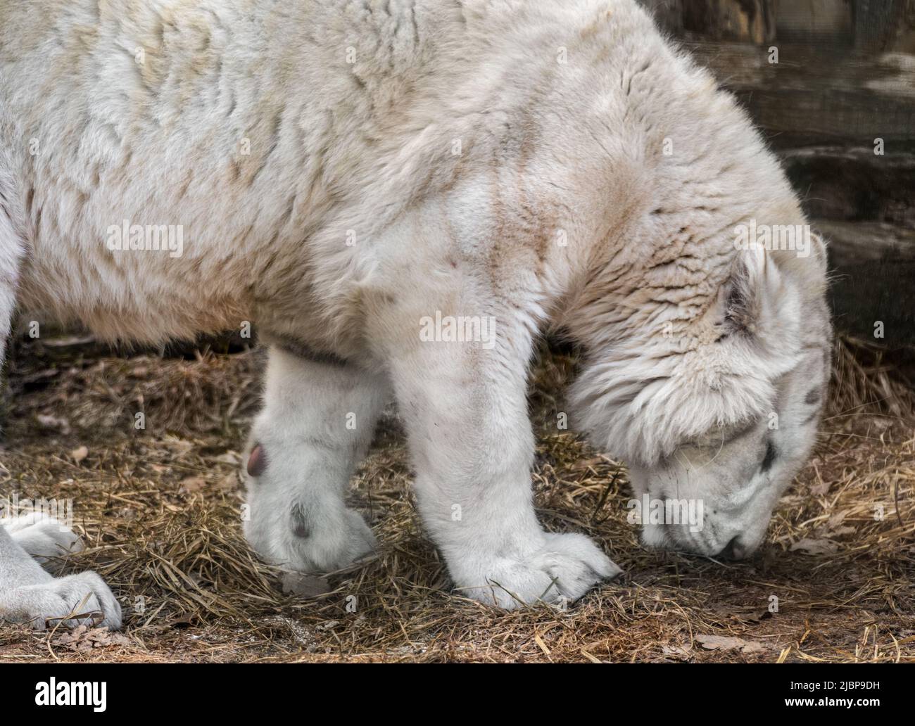 White tiger (Panthera tigris) standing and sniffing dry grass on ground ...