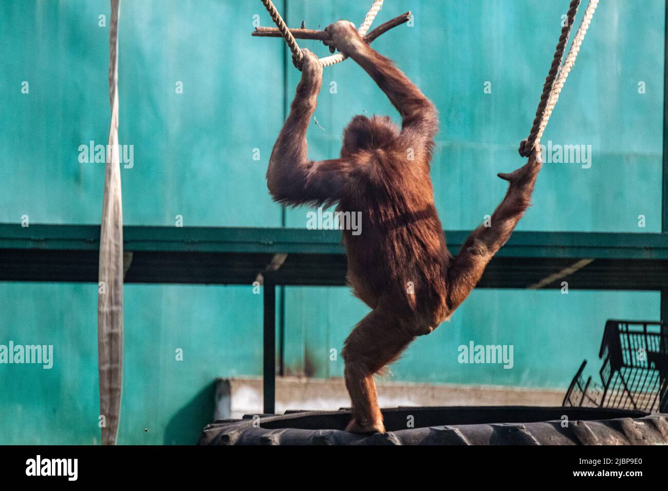Orangutan child from behind playing with ropes in zoo aviary. Apes ...