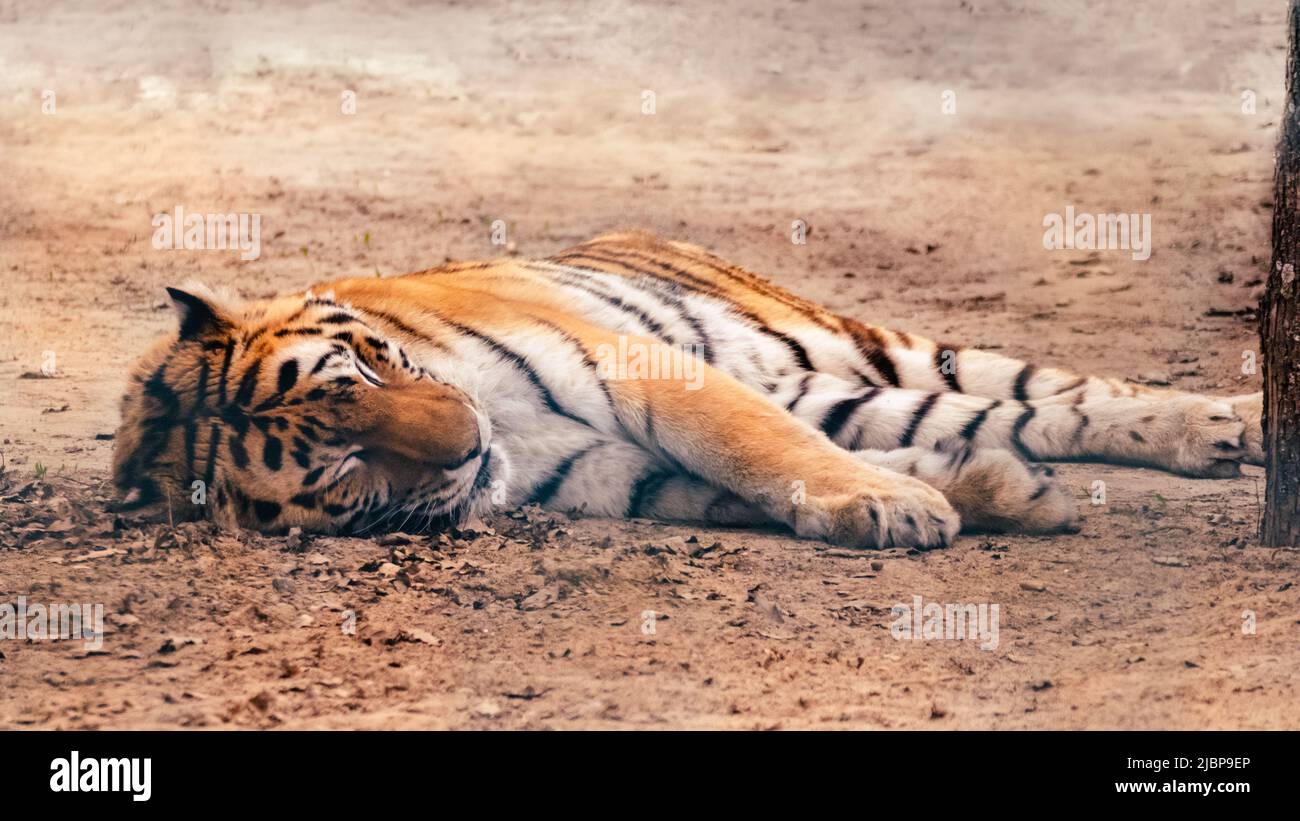 A tiger with orange fur with black stripes sleeps peacefully on the ...