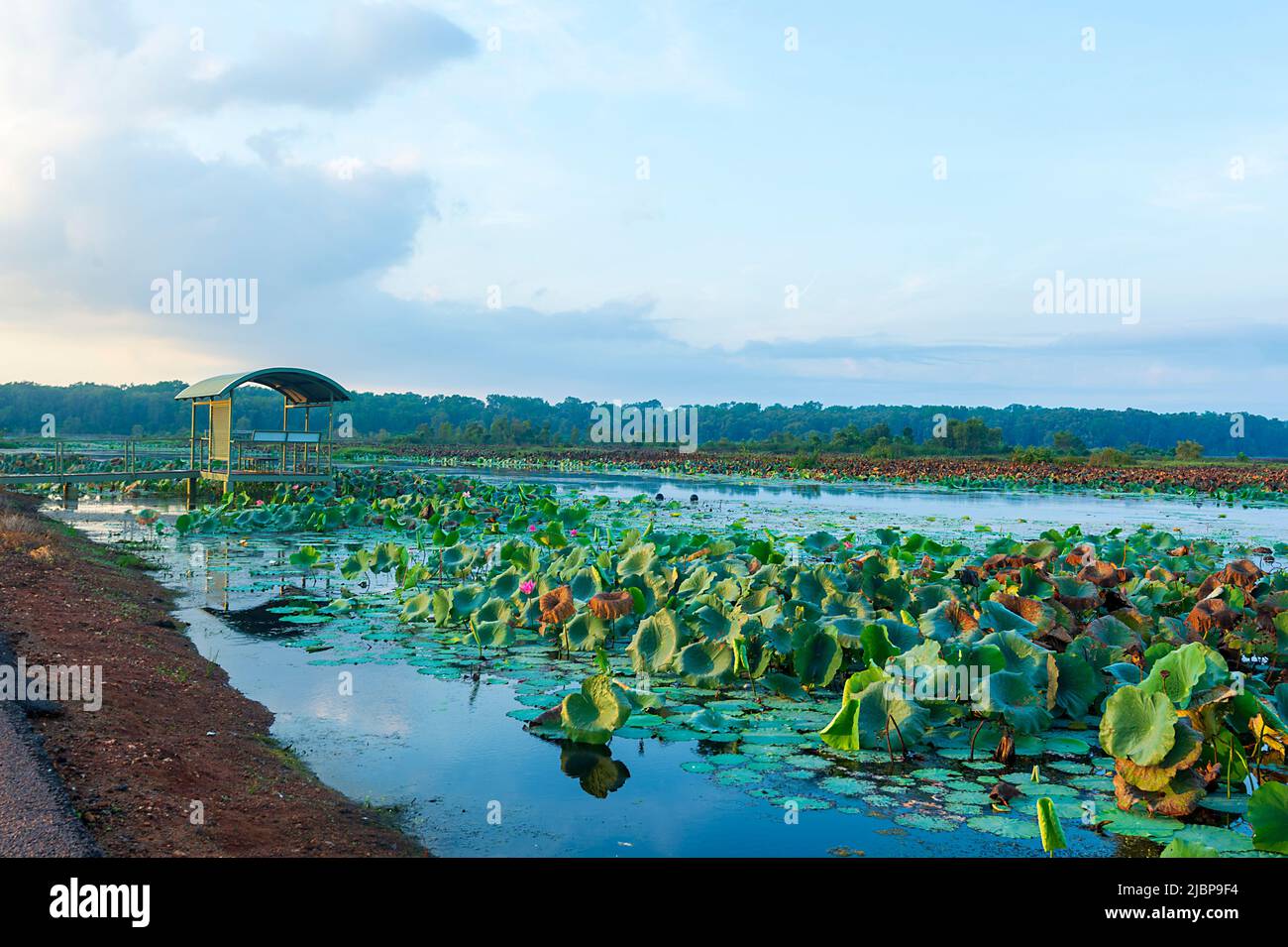 Observation Platform overlooking Fogg Dam, a popular tourist attraction ...