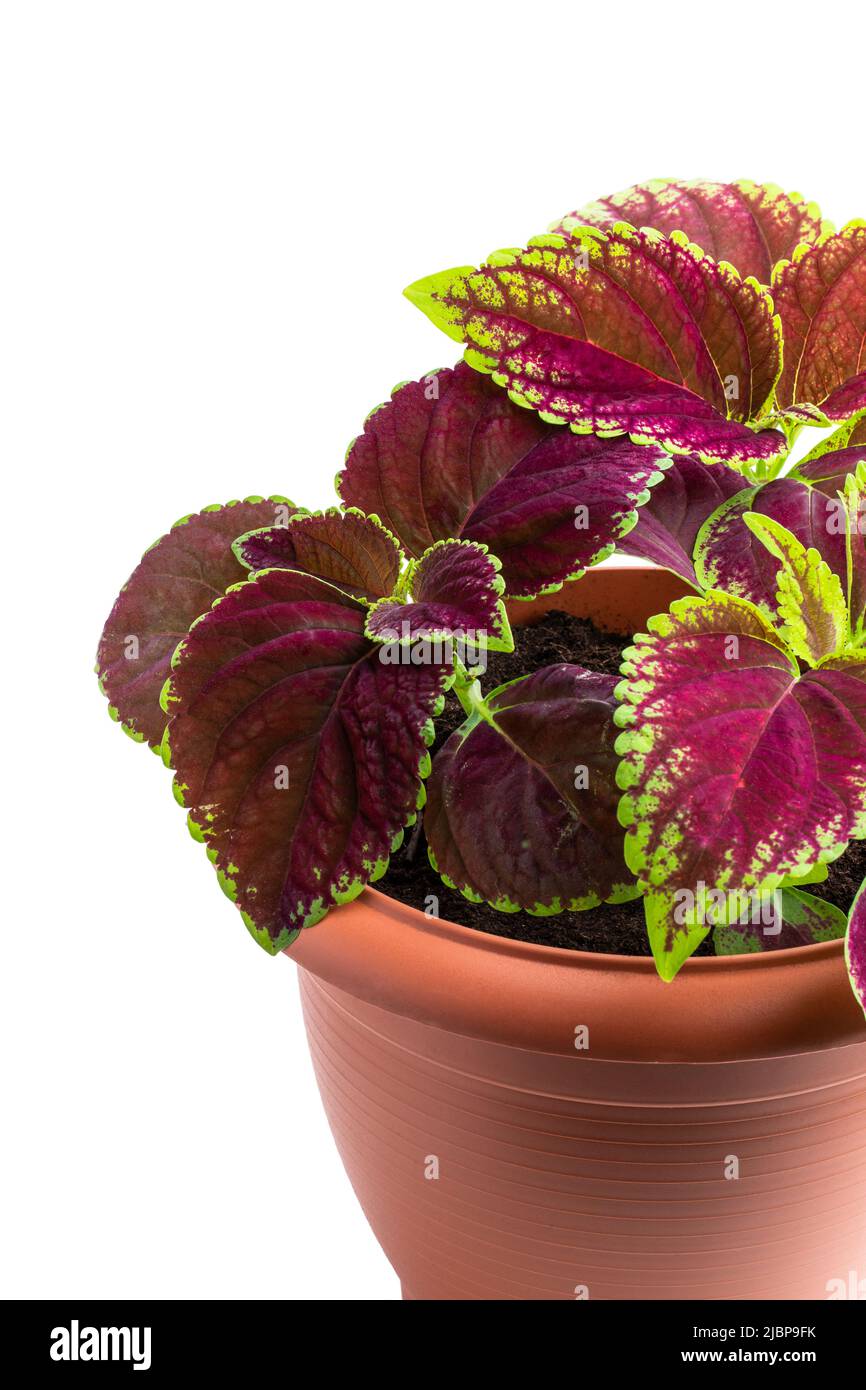 Germinating baby coleus plant in brown pot isolated on white Stock ...