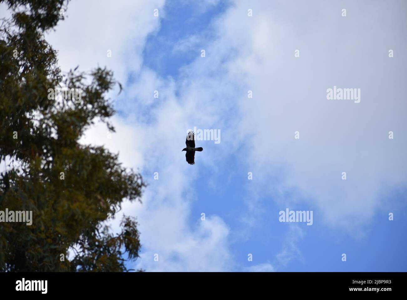 Raven flying hi-res stock photography and images - Alamy