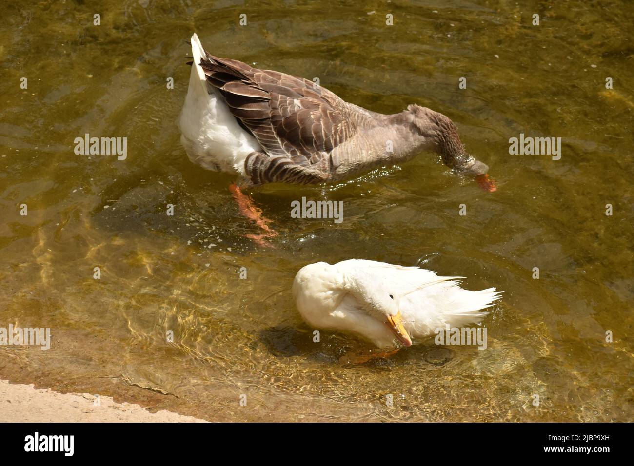 Ducks washing themselves Stock Photo - Alamy