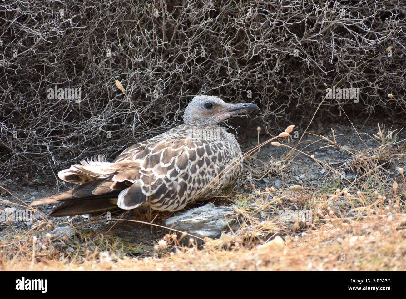 Skiathos wildlife hi-res stock photography and images - Alamy