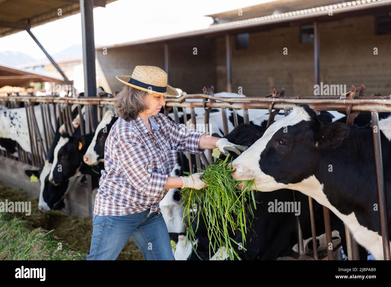 An elderly farm owner feeds fresh grass to cows in barn Stock Photo - Alamy