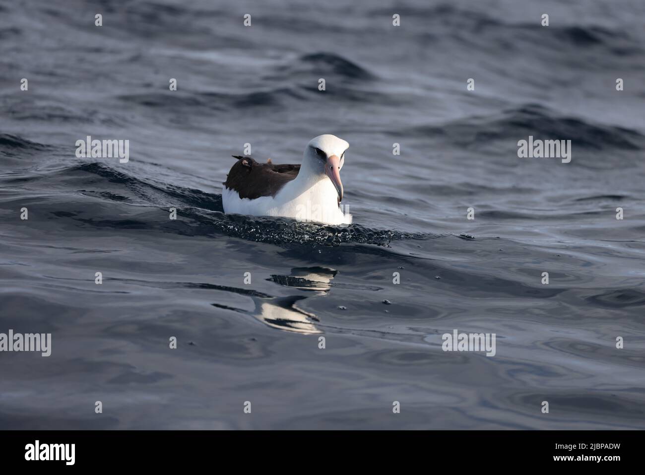 Laysan albatross (Diomedea immutabilis) in Japan Stock Photo - Alamy