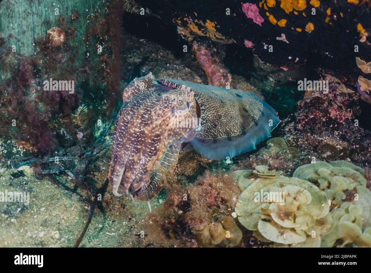 Purple coral reef australia underwater hi-res stock photography and ...