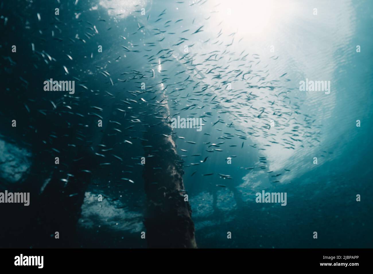 Busselton jetty dive hi-res stock photography and images - Alamy