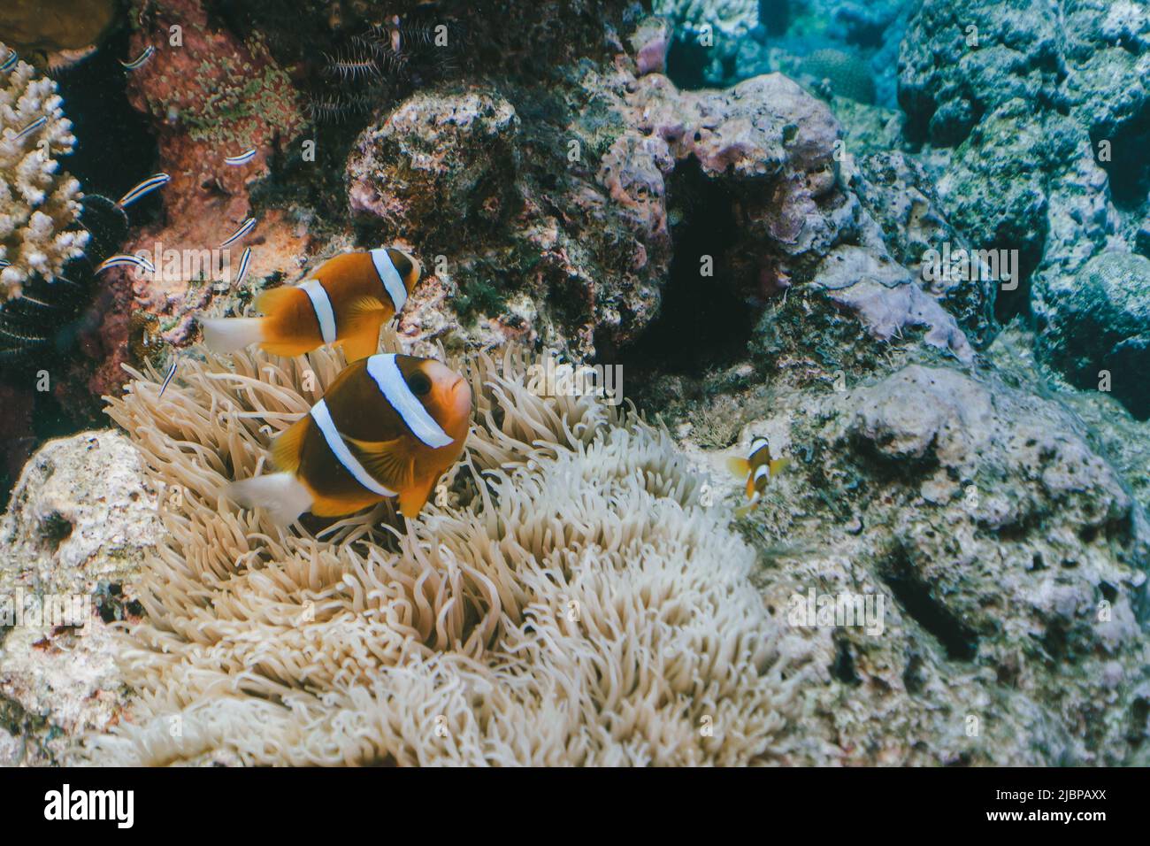 AUSTRALIA, Cairns: pair of clown fishes swimming over the Great Barrier ...