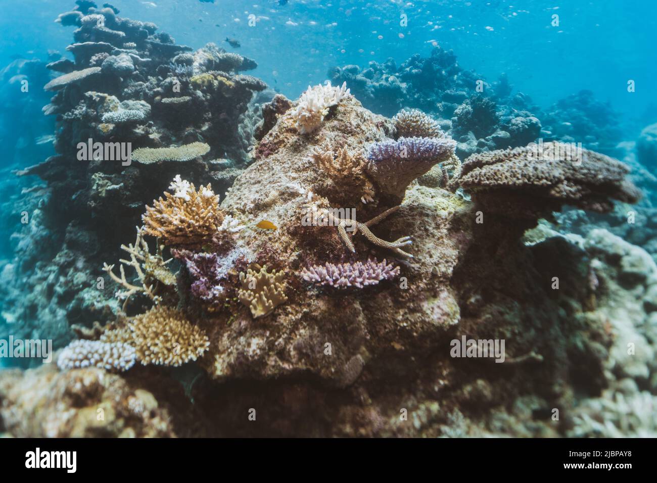 AUSTRALIA, Great Barrier Reef: underwater shot of corals and reef Stock ...