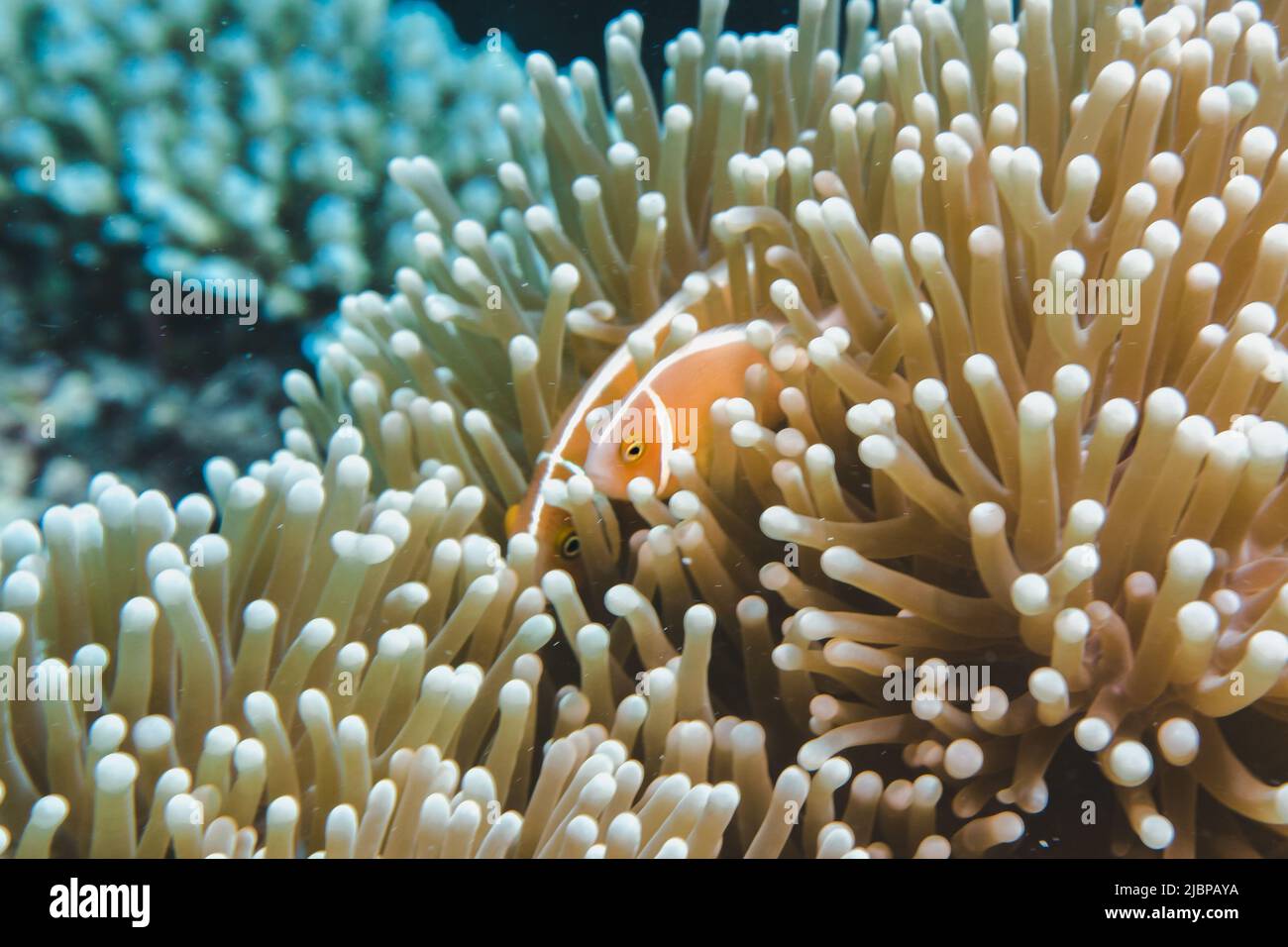 AUSTRALIA, Great Barrier Reef: pair of clownfishes hiding on anemone ...