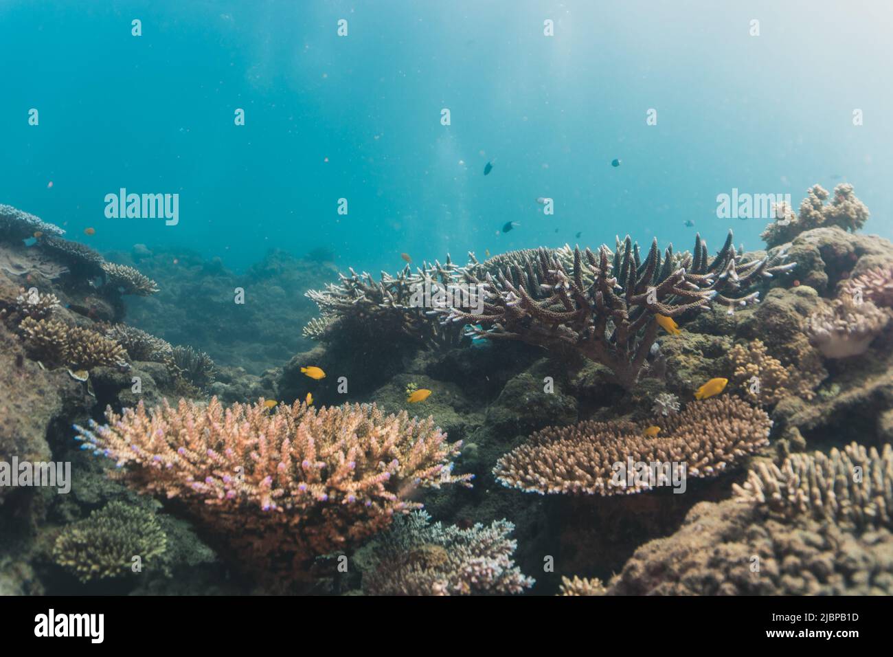 AUSTRALIA, Townsville - corals, fish and marine life under the sea ...