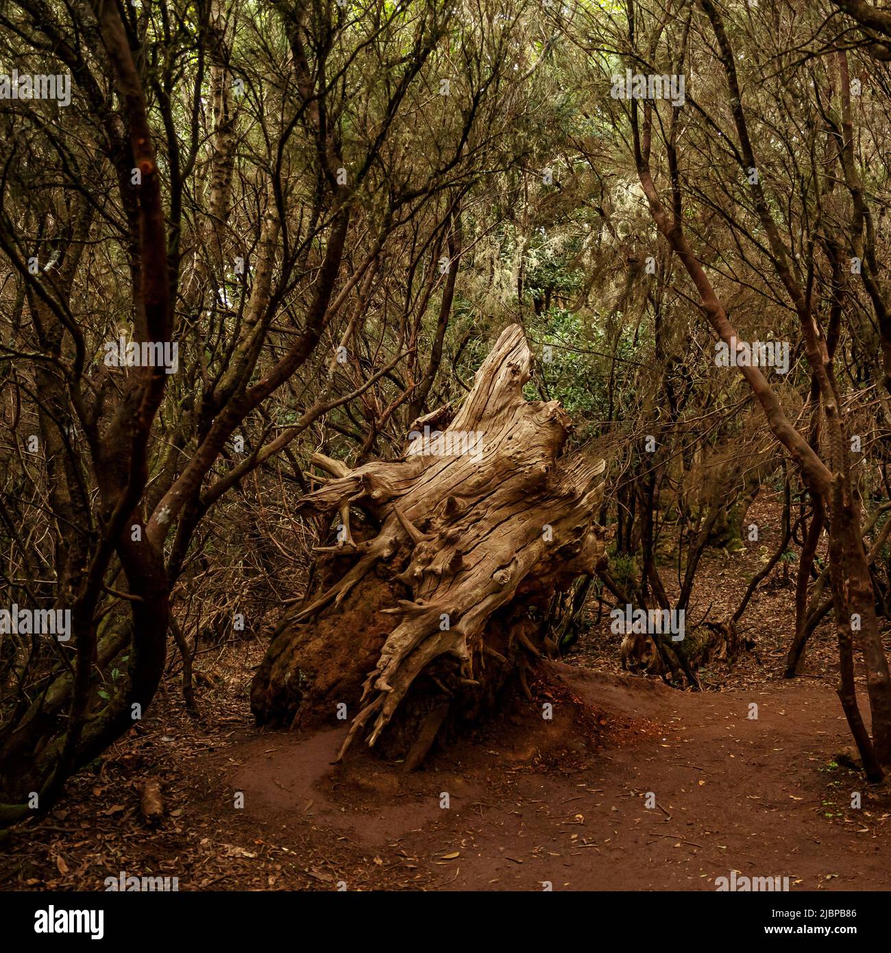The big tree root on tropical Anga park forest, Tenerife Stock Photo ...