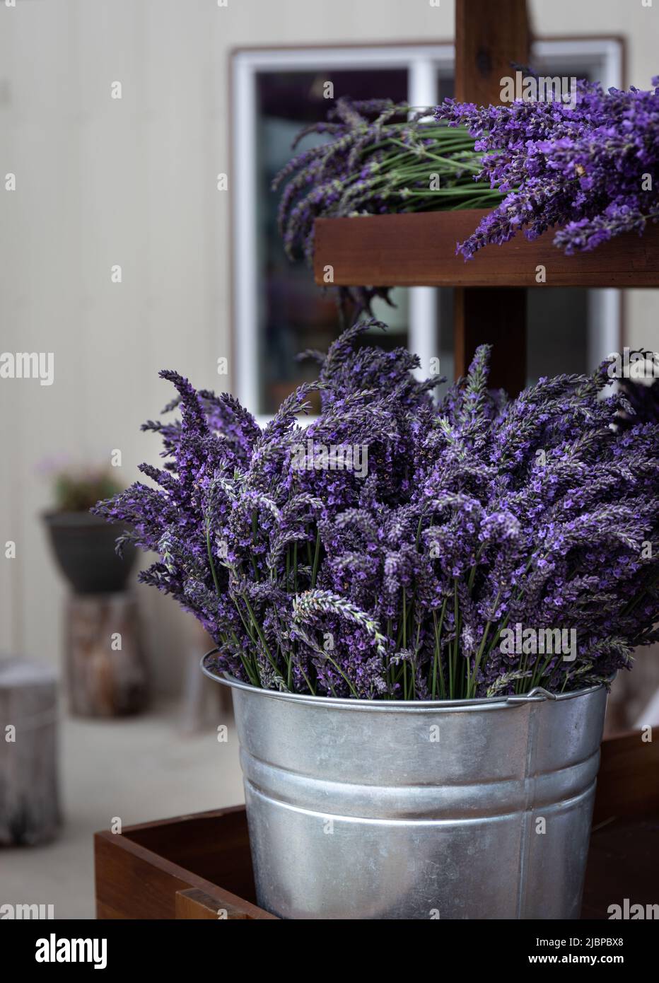 Lavender in bucket hi-res stock photography and images - Alamy