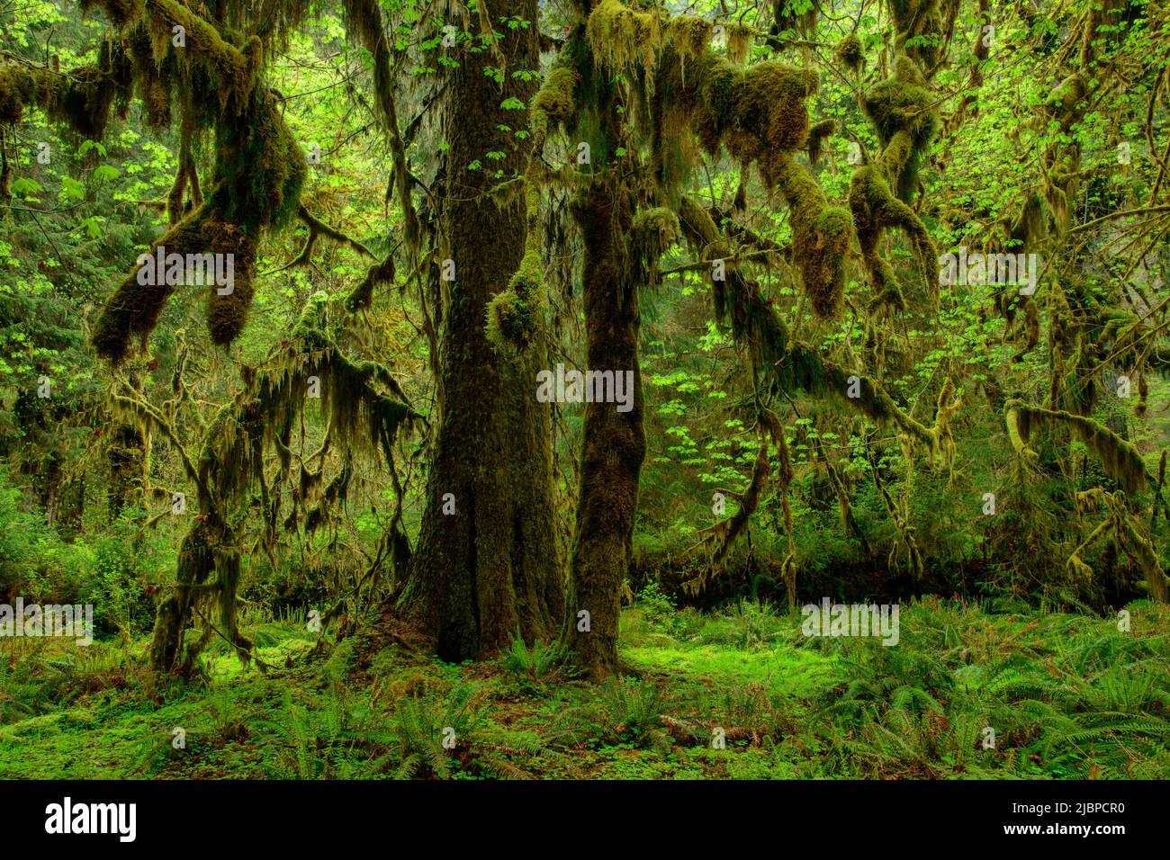 USA;Pacific Northwest, Washington, Olympic Peninsula, Olympic National ...