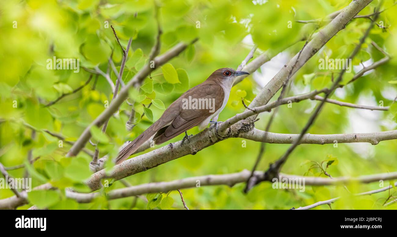 Black-billed cuckoo in northern Wisconsin Stock Photo - Alamy