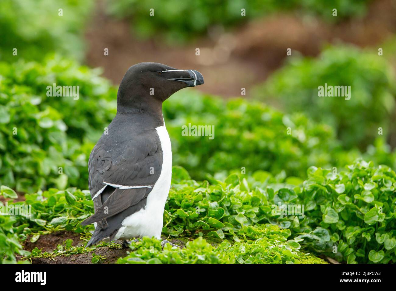 Razorbill (Alca torda Stock Photo - Alamy