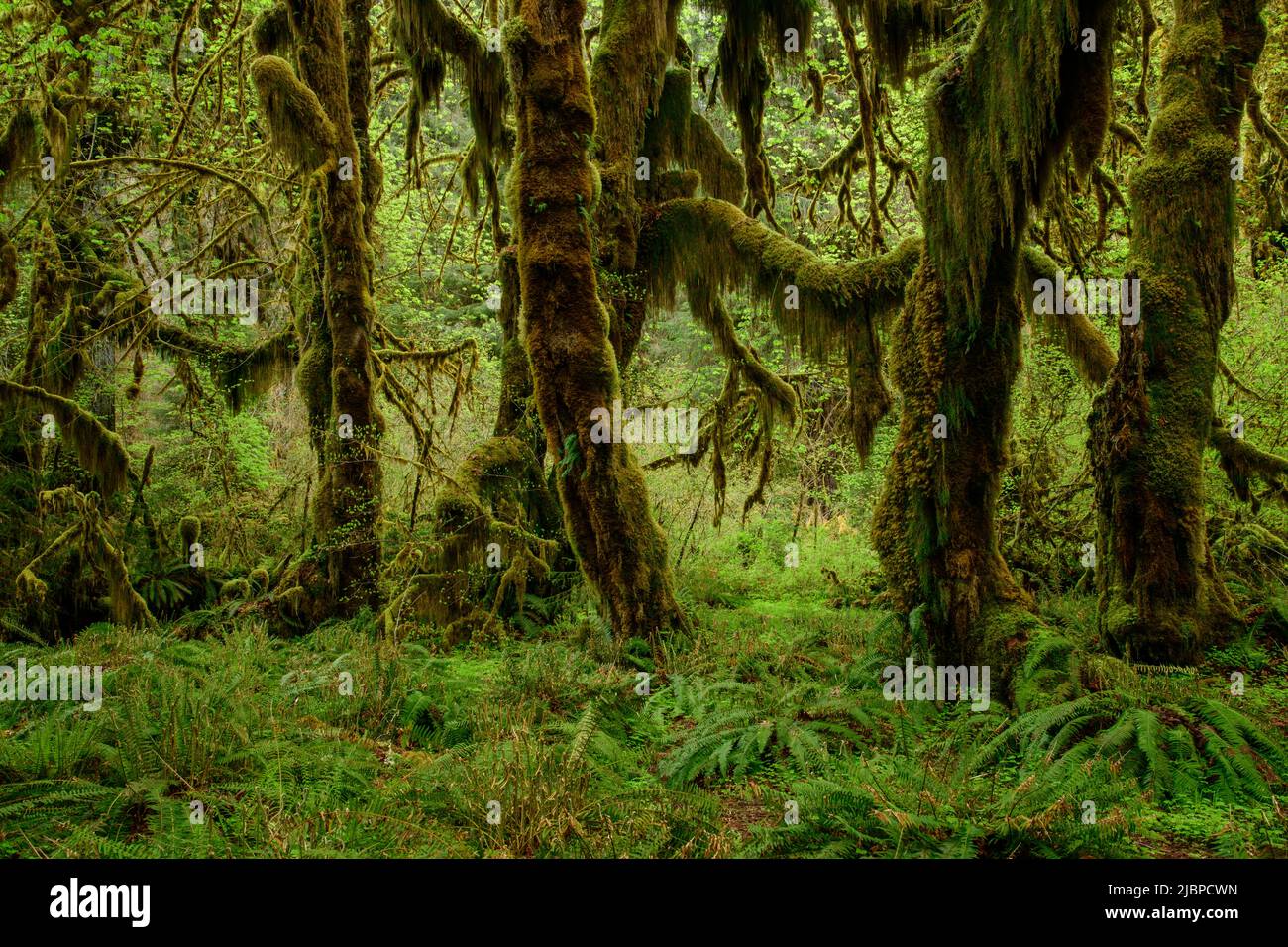 USA;Pacific Northwest, Washington, Olympic Peninsula, Olympic National ...
