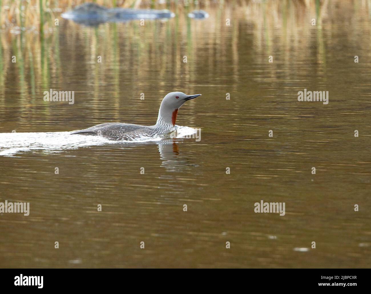 Red-throated Loon (avia stellata Stock Photo - Alamy