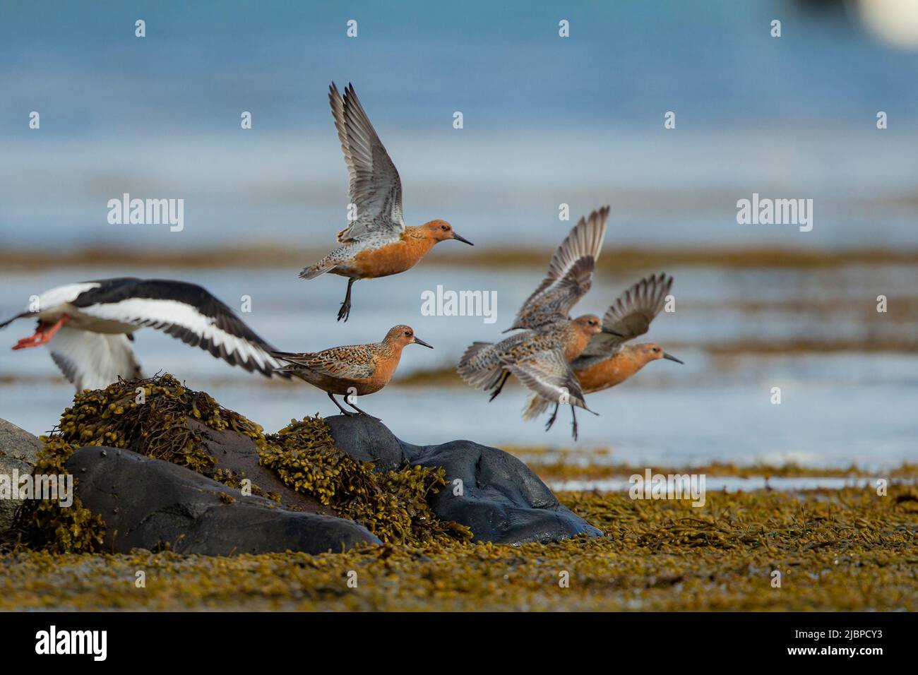 Red knot hi-res stock photography and images - Alamy