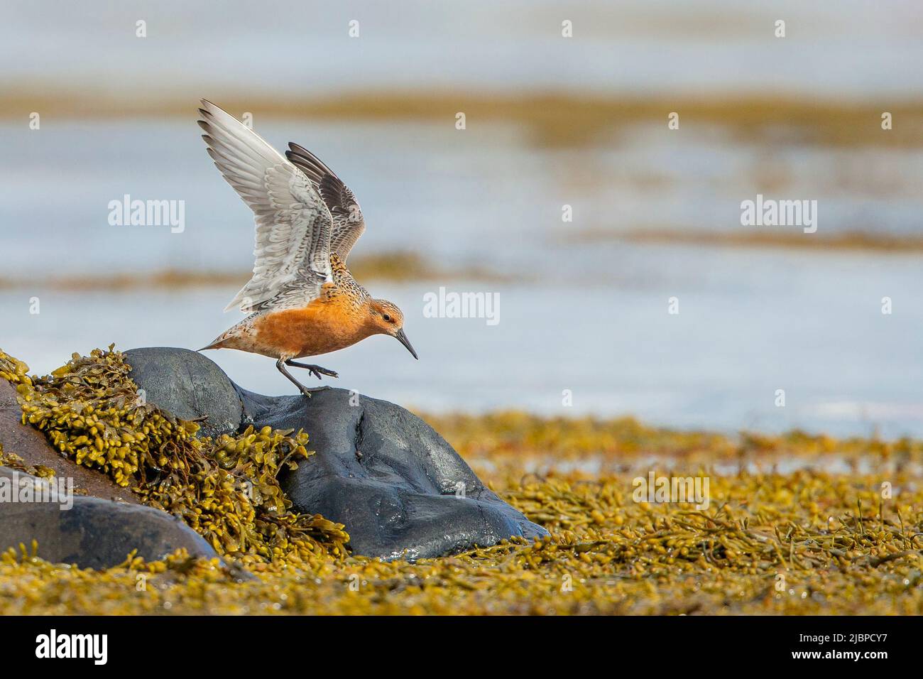 Knot birds in flight hi-res stock photography and images - Alamy