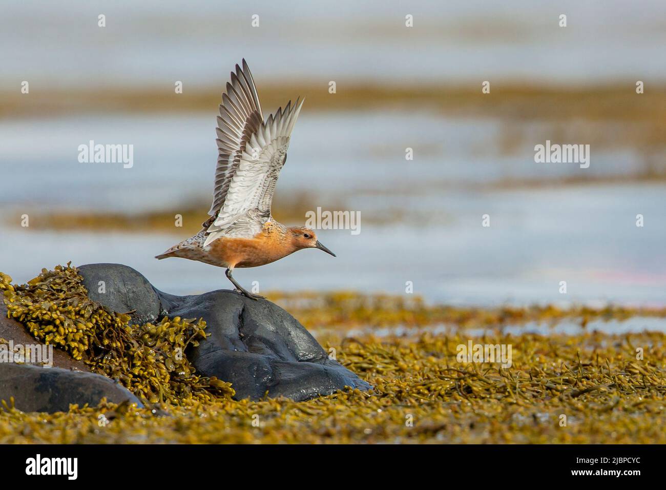 Red Knot (Calidris canutus) taking flight Stock Photo - Alamy