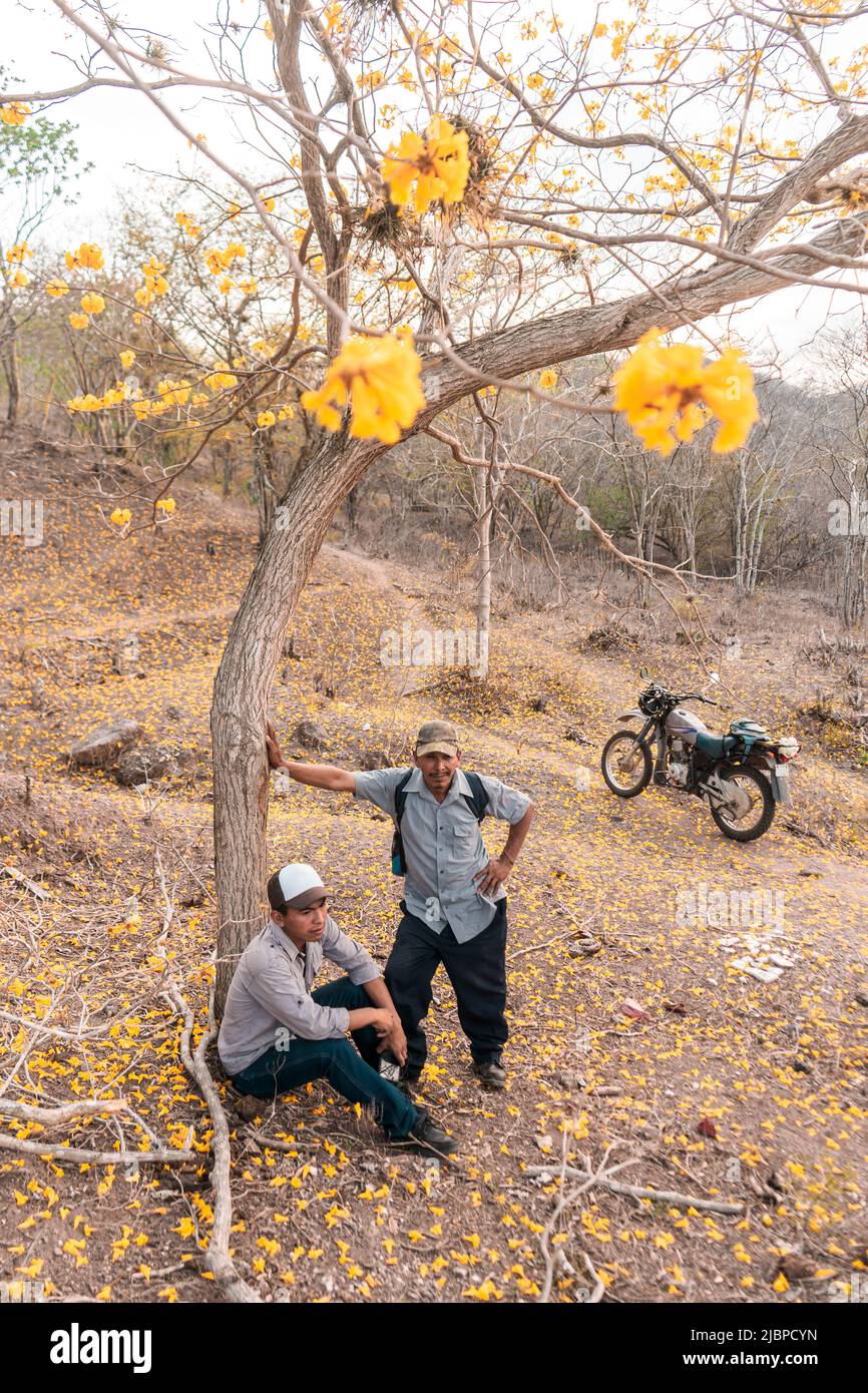 Peasant father and son under a Cortez tree with yellow flowers and a ...