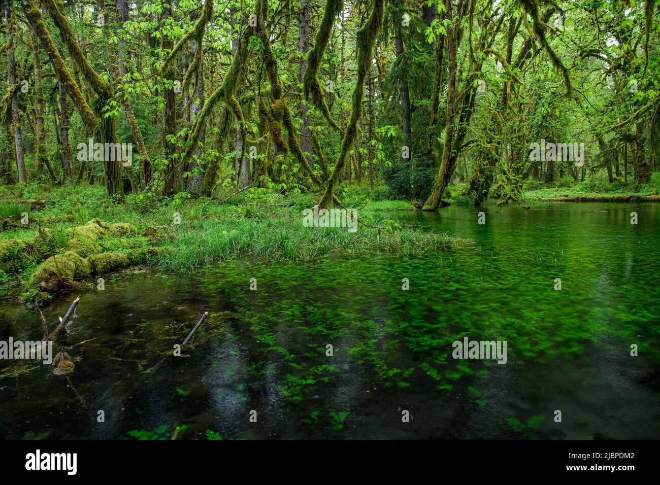 Maple glade nature trail hi-res stock photography and images - Alamy