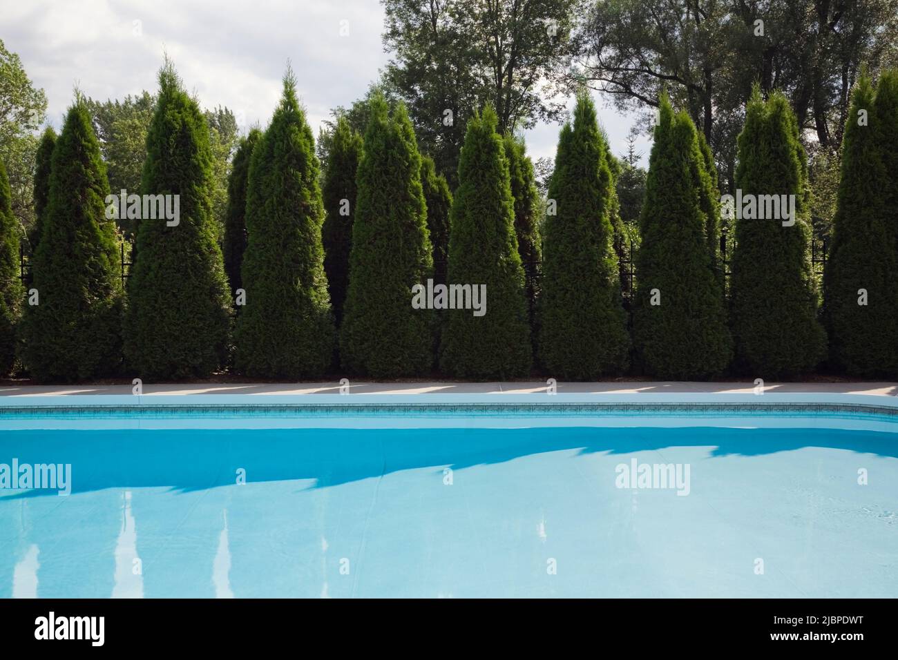 In-ground swimming pool surrounded by cedar tree hedge in a backyard in ...