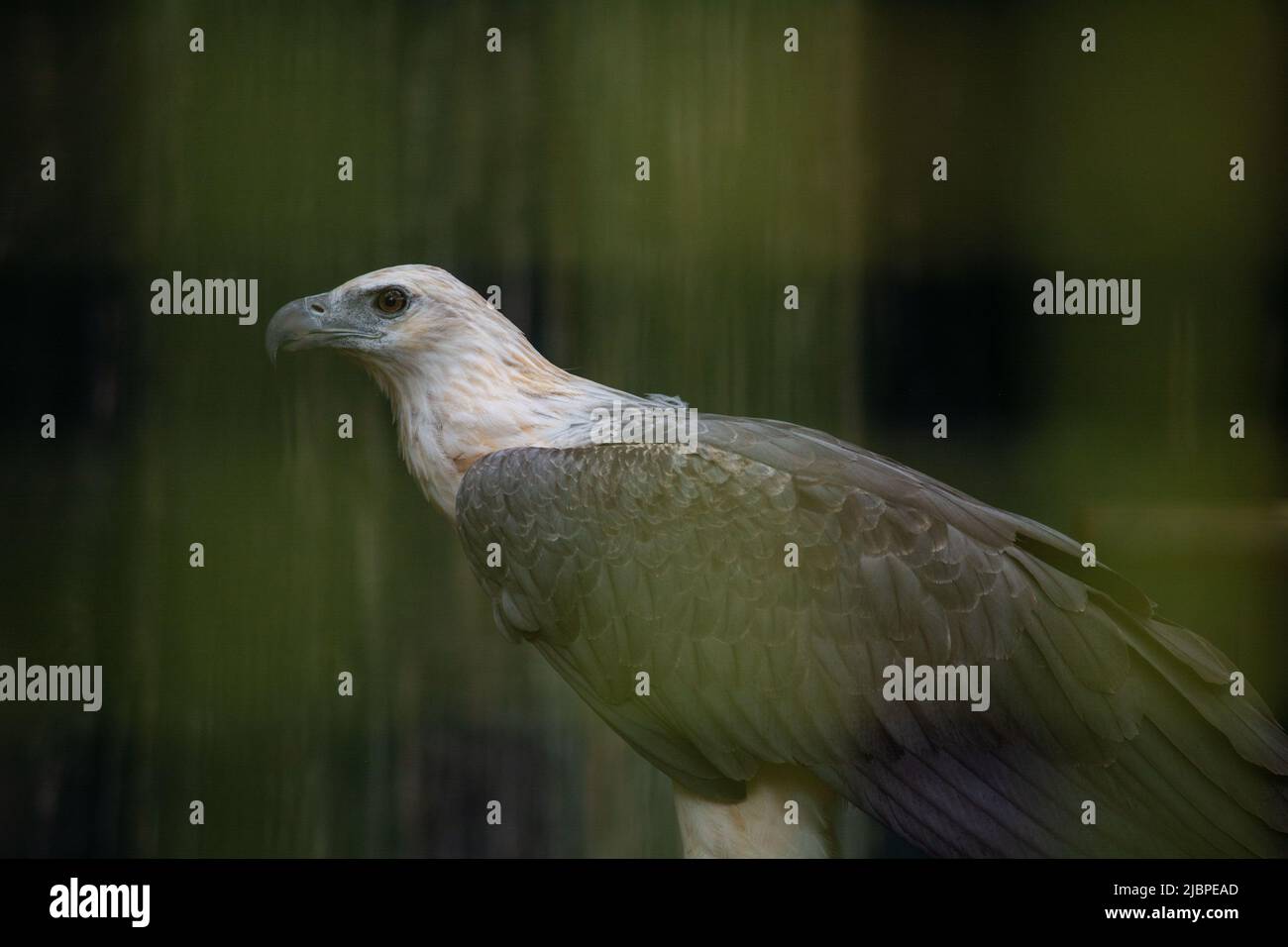 Eagle from the side hi-res stock photography and images - Alamy