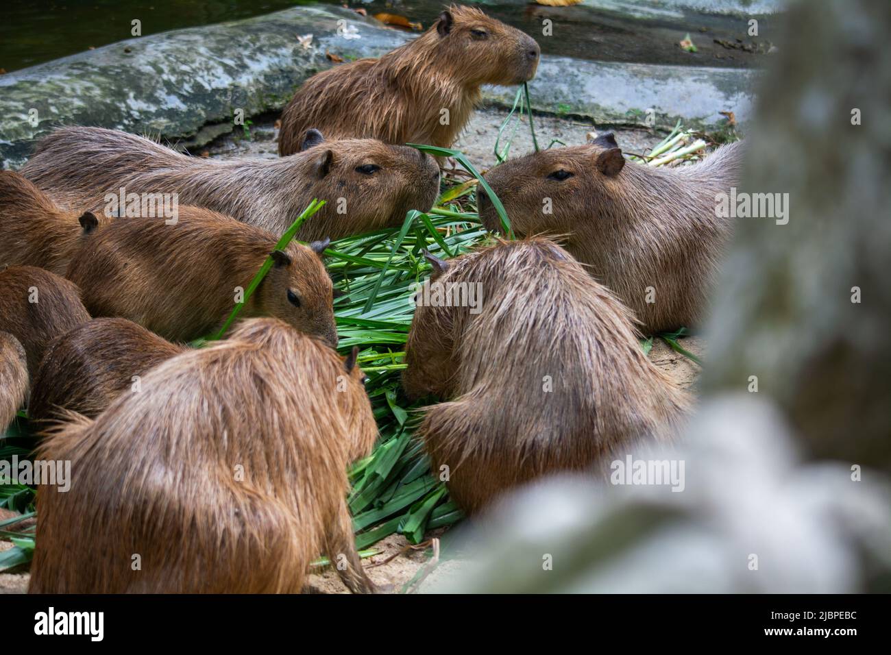 Group of capybaras eating Stock Photo - Alamy