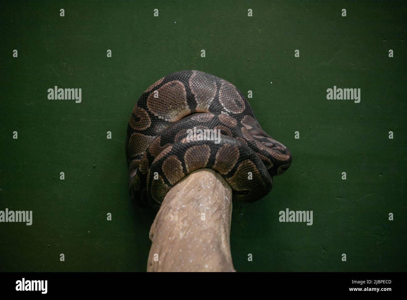 Coiled big snake Stock Photo - Alamy