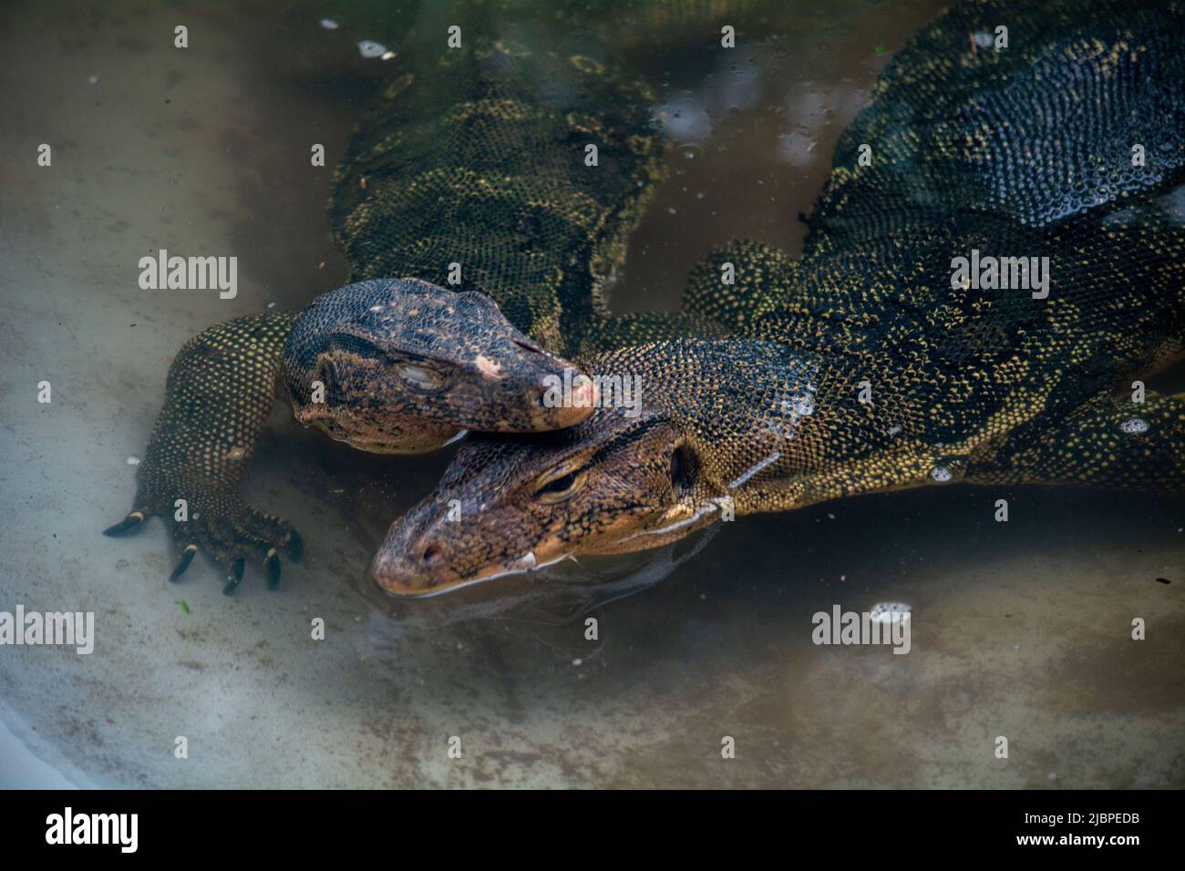 2 comodo dragon Stock Photo - Alamy