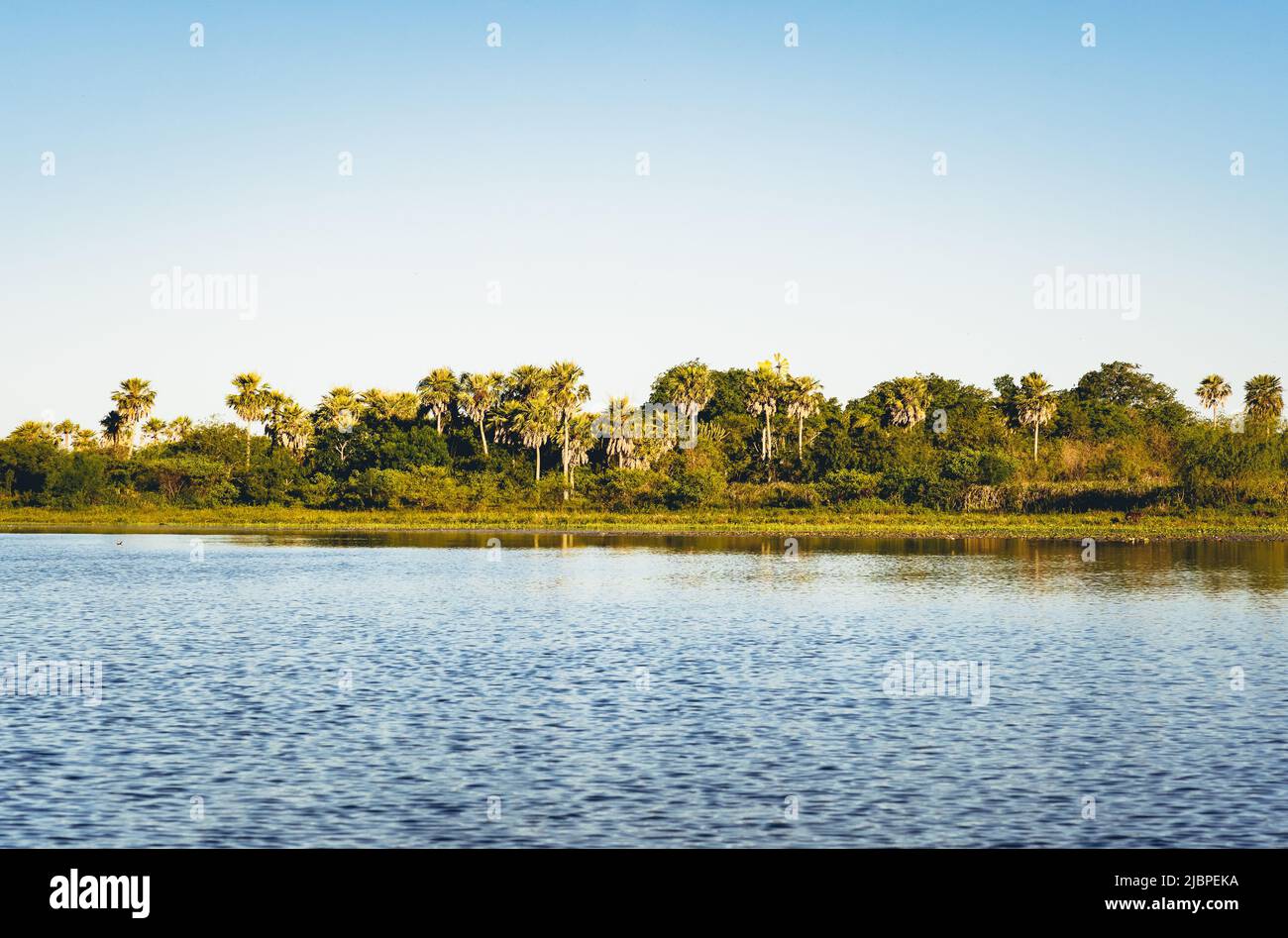 Scenic view of Ibera Wetlands Provincial Park a marshland in Corrientes ...