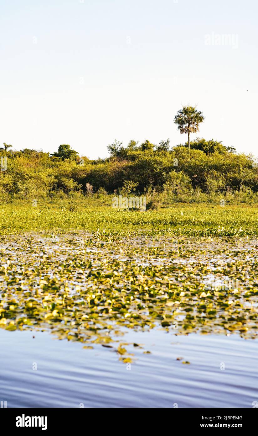 Scenic vertical view of Ibera Wetlands, Provincial Park, Corrientes ...