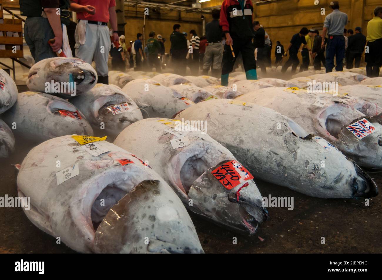 Fish Market Tokyo at Lisa Hawke blog